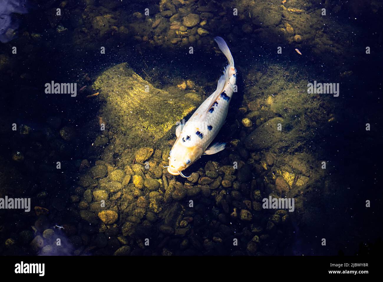 Alumni fish hi-res stock photography and images - Alamy