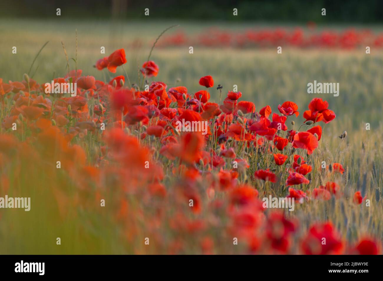 Crop field with poppy flowers in spring Stock Photo - Alamy