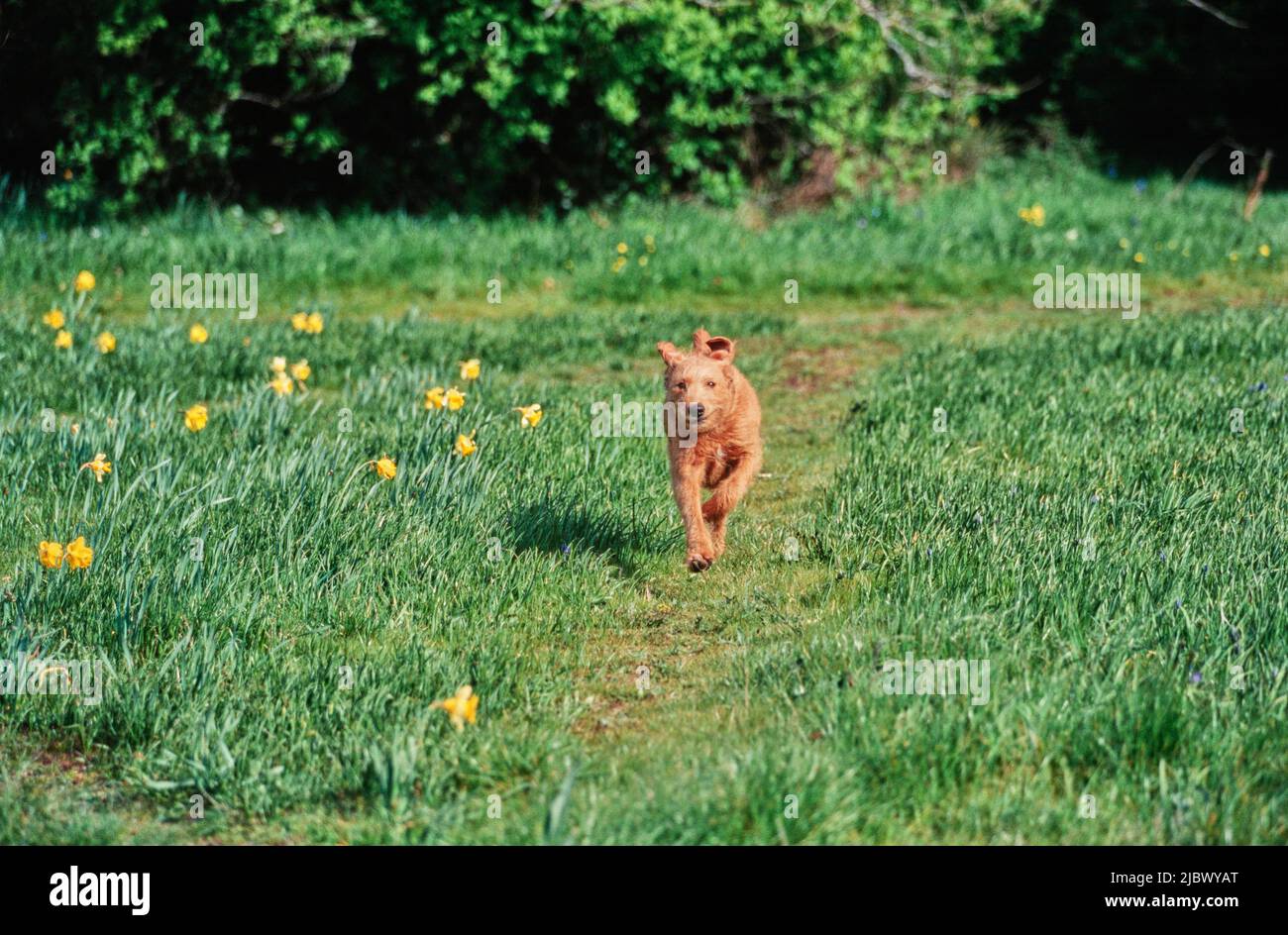 A Labradoodle on grass Stock Photo - Alamy