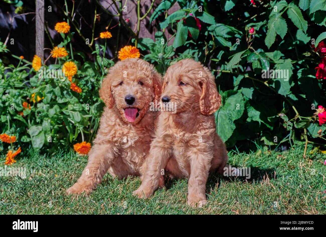 Two labradoodles hi-res stock photography and images - Alamy