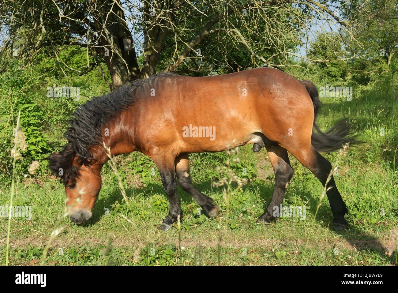 Outdoor stallion hi-res stock photography and images - Alamy
