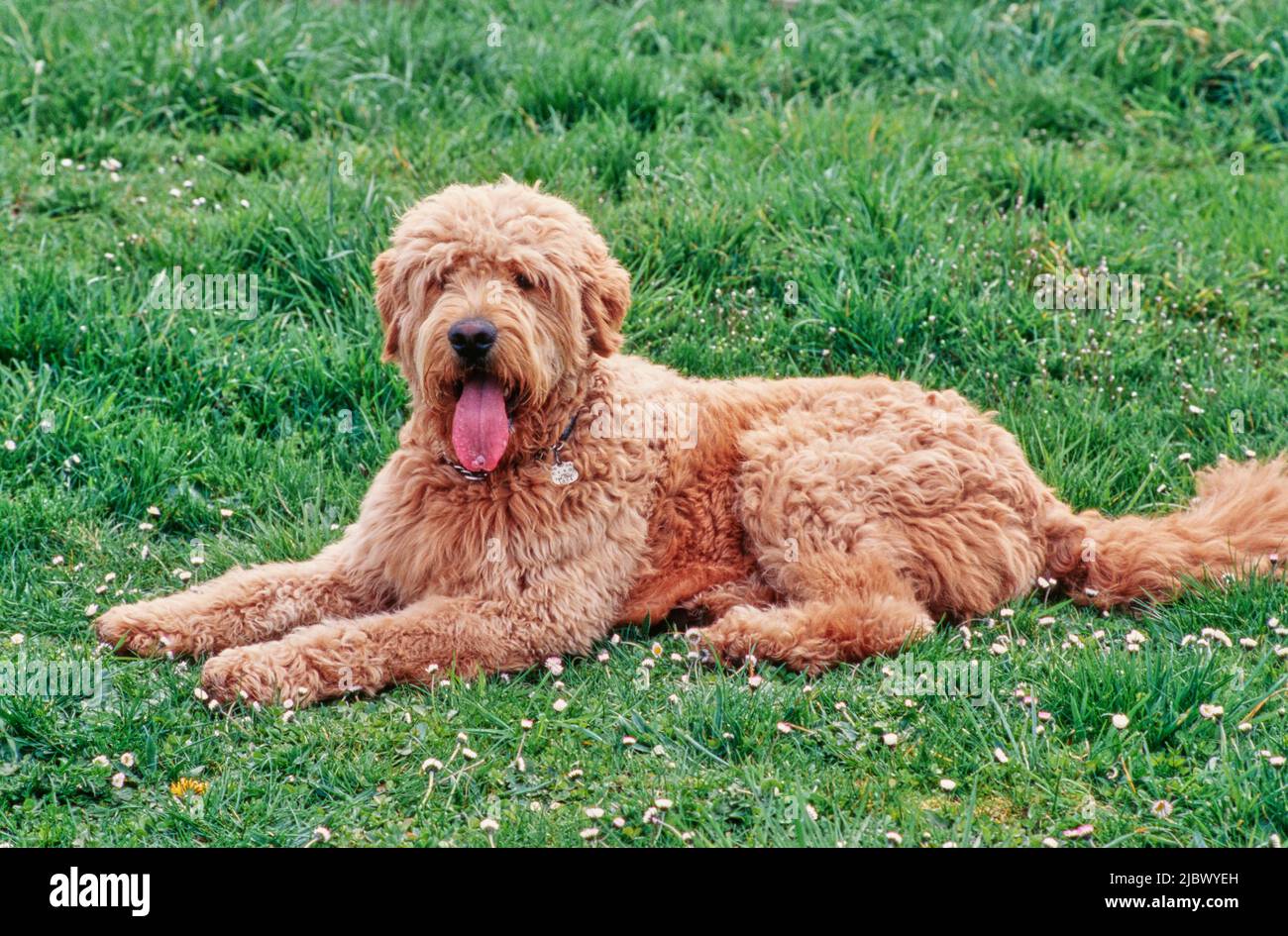 A Labradoodle on grass Stock Photo - Alamy