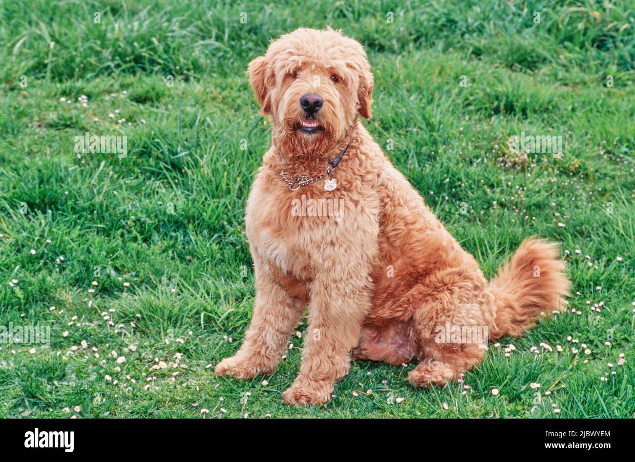 A Labradoodle on grass Stock Photo - Alamy