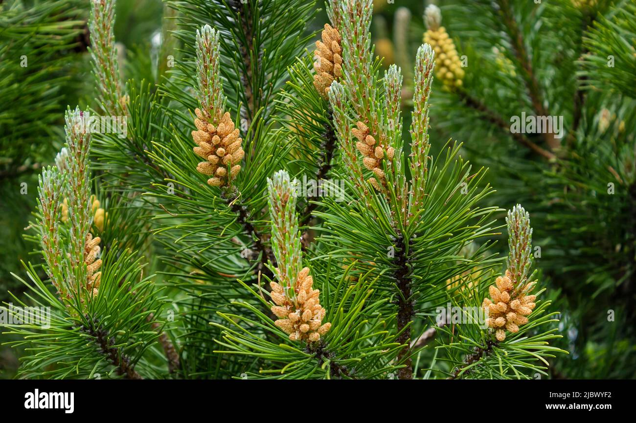 Siberian cedar hi-res stock photography and images - Alamy