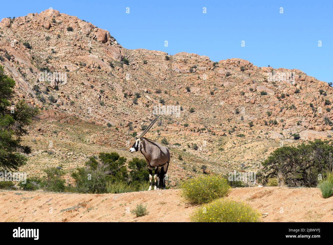 Wild orix antelope walking in the African savanna. Safari in Namibia ...