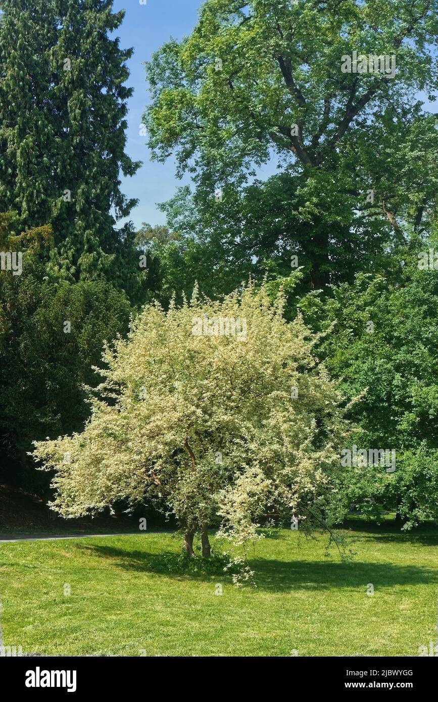 Dogwood grass hi-res stock photography and images - Alamy