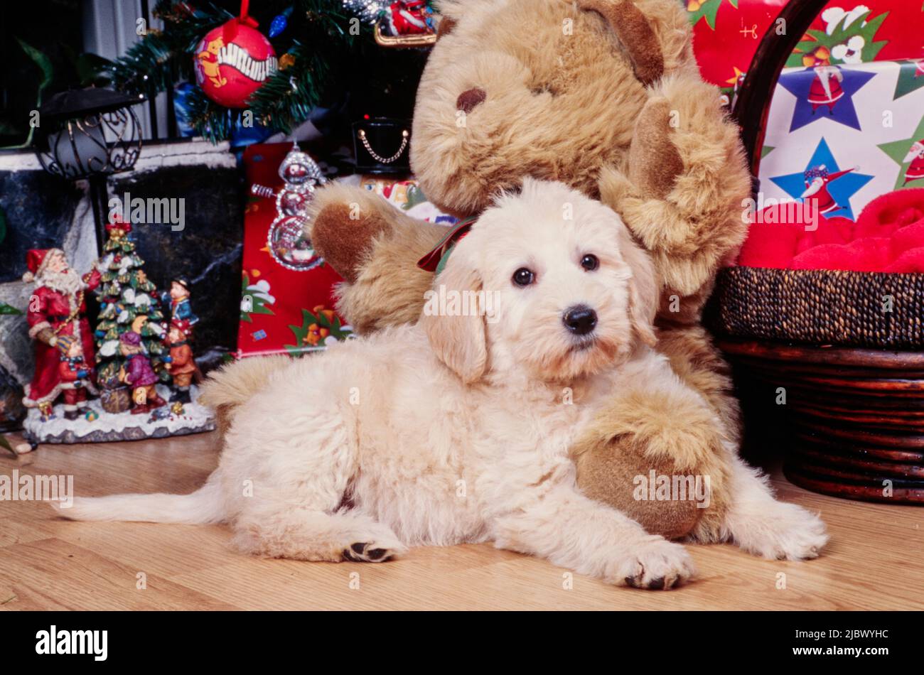 Labrador christmas tree hi-res stock photography and images - Alamy