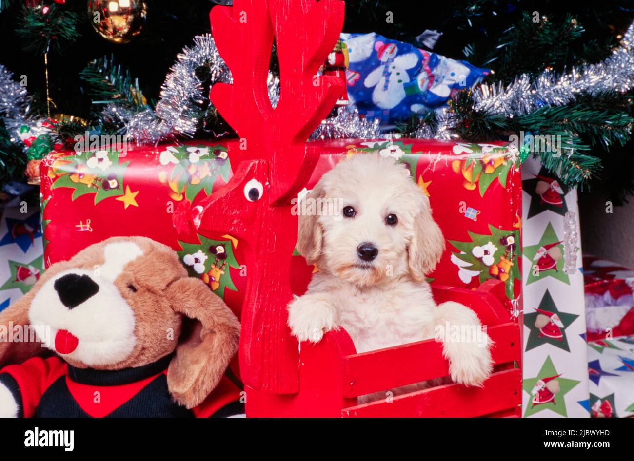 Labrador christmas tree hi-res stock photography and images - Alamy