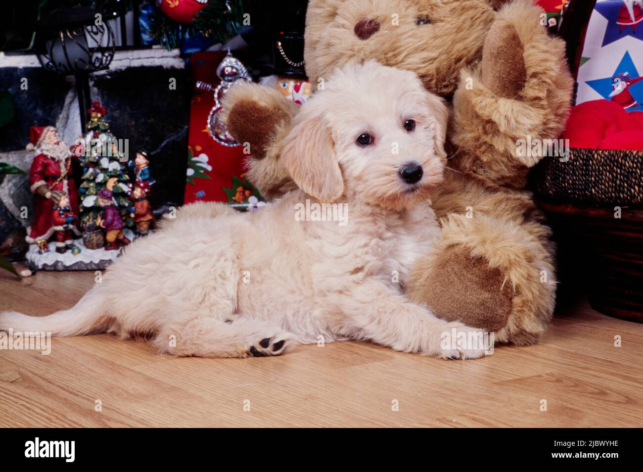 Labrador christmas tree hi-res stock photography and images - Alamy