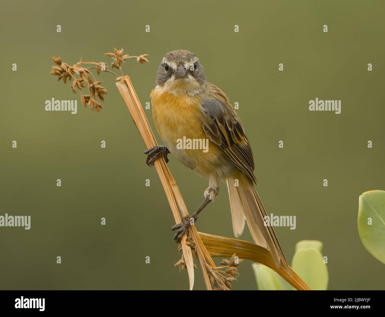 Cerrado birds hi-res stock photography and images - Alamy