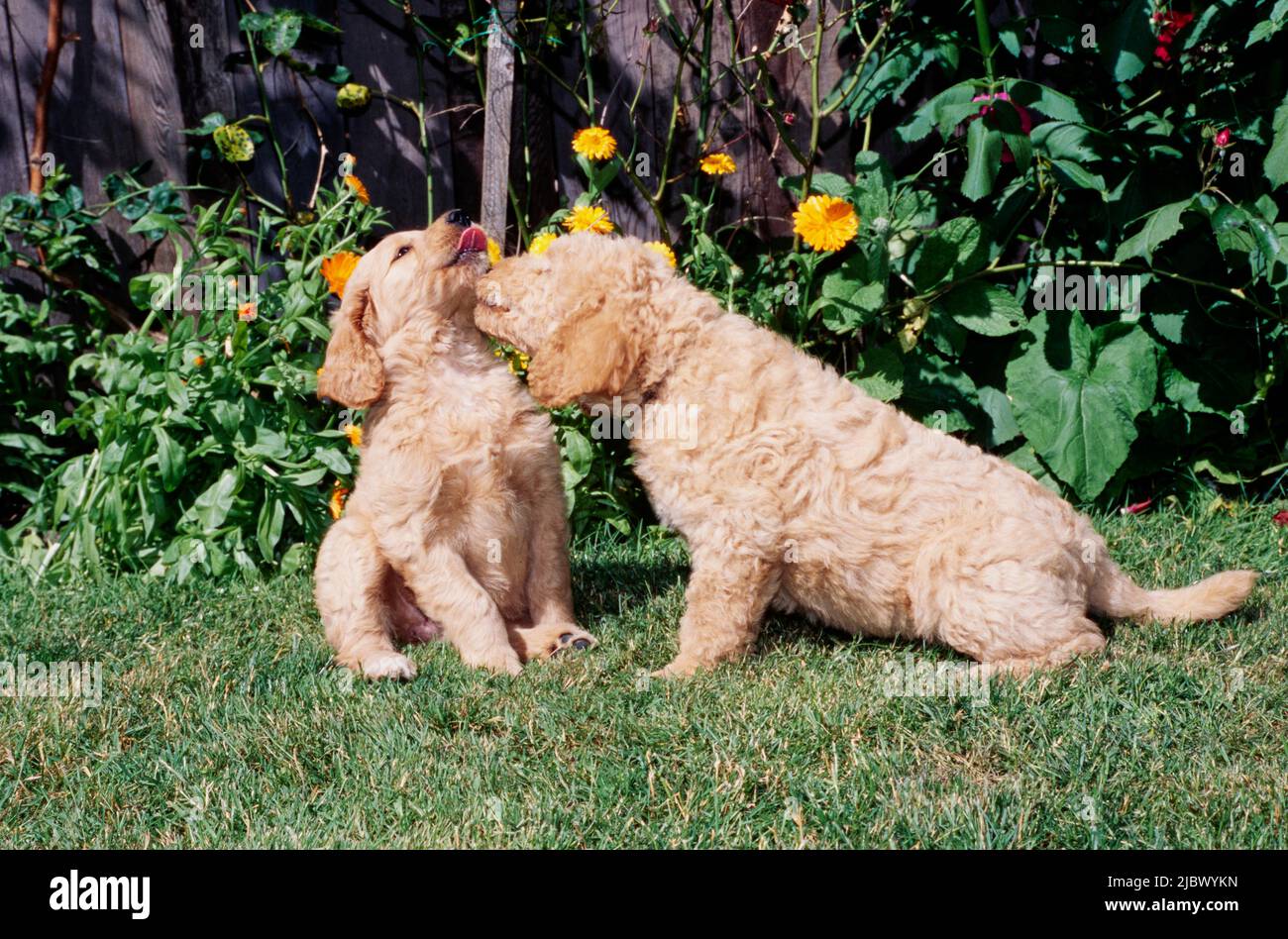 Two Labradoodle puppies on grass Stock Photo - Alamy