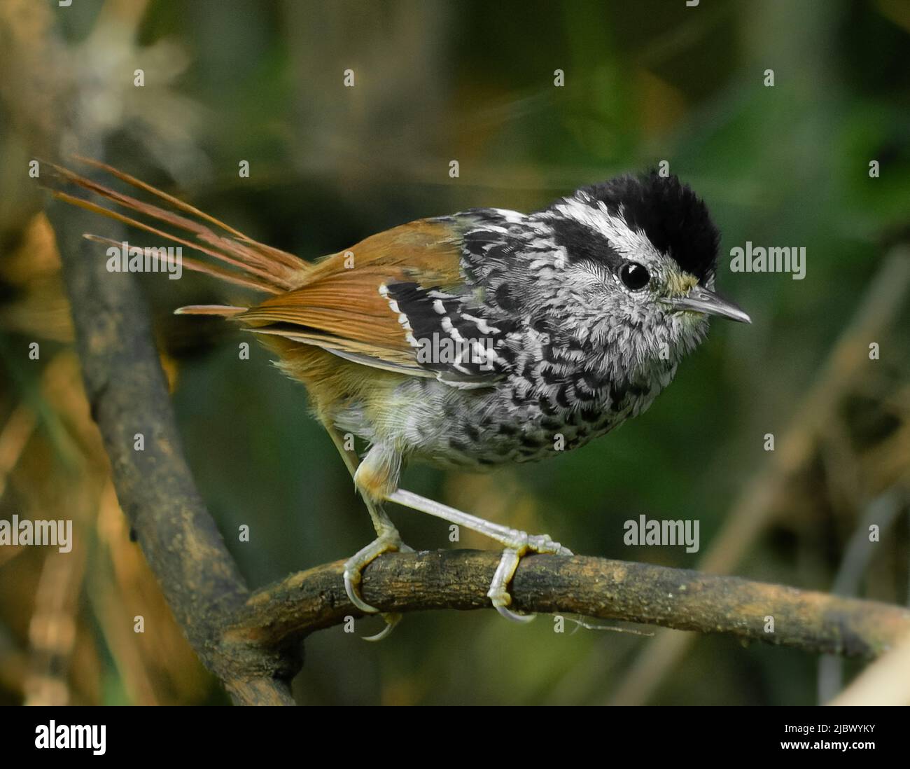 Cerrado birds hi-res stock photography and images - Alamy