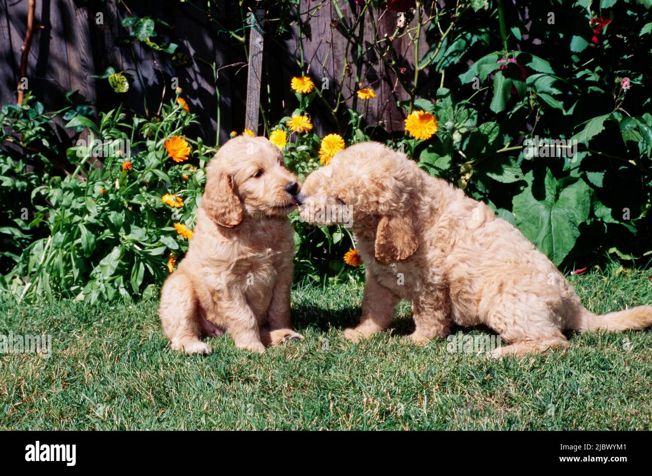 Two labradoodles hi-res stock photography and images - Alamy