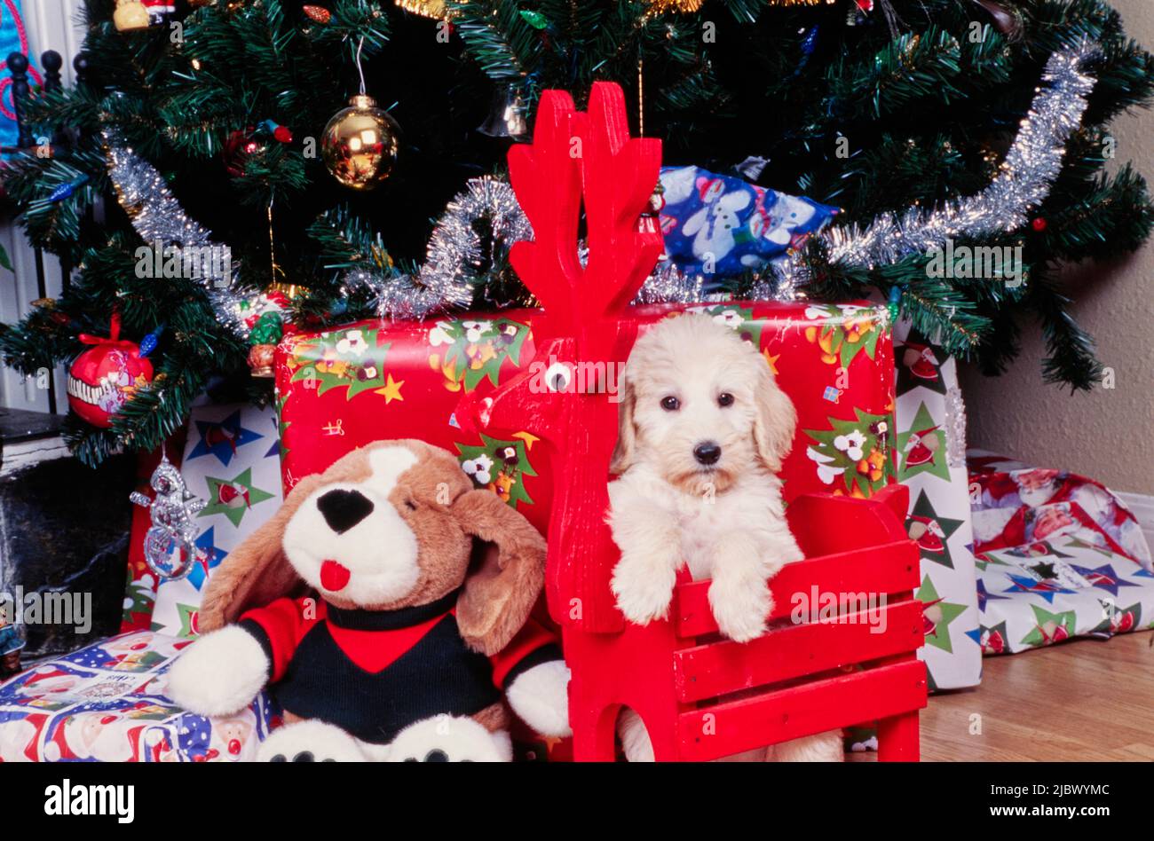 Labrador christmas tree hi-res stock photography and images - Alamy