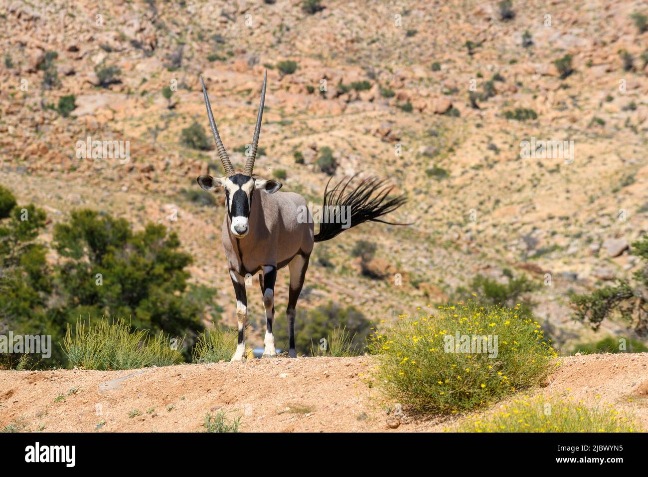 Wild orix antelope walking in the African savanna. Safari in Namibia ...