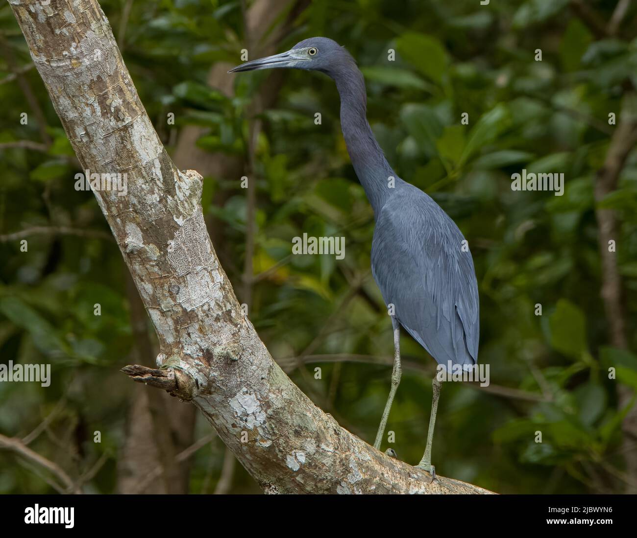 Wildlife brazil hi-res stock photography and images - Alamy