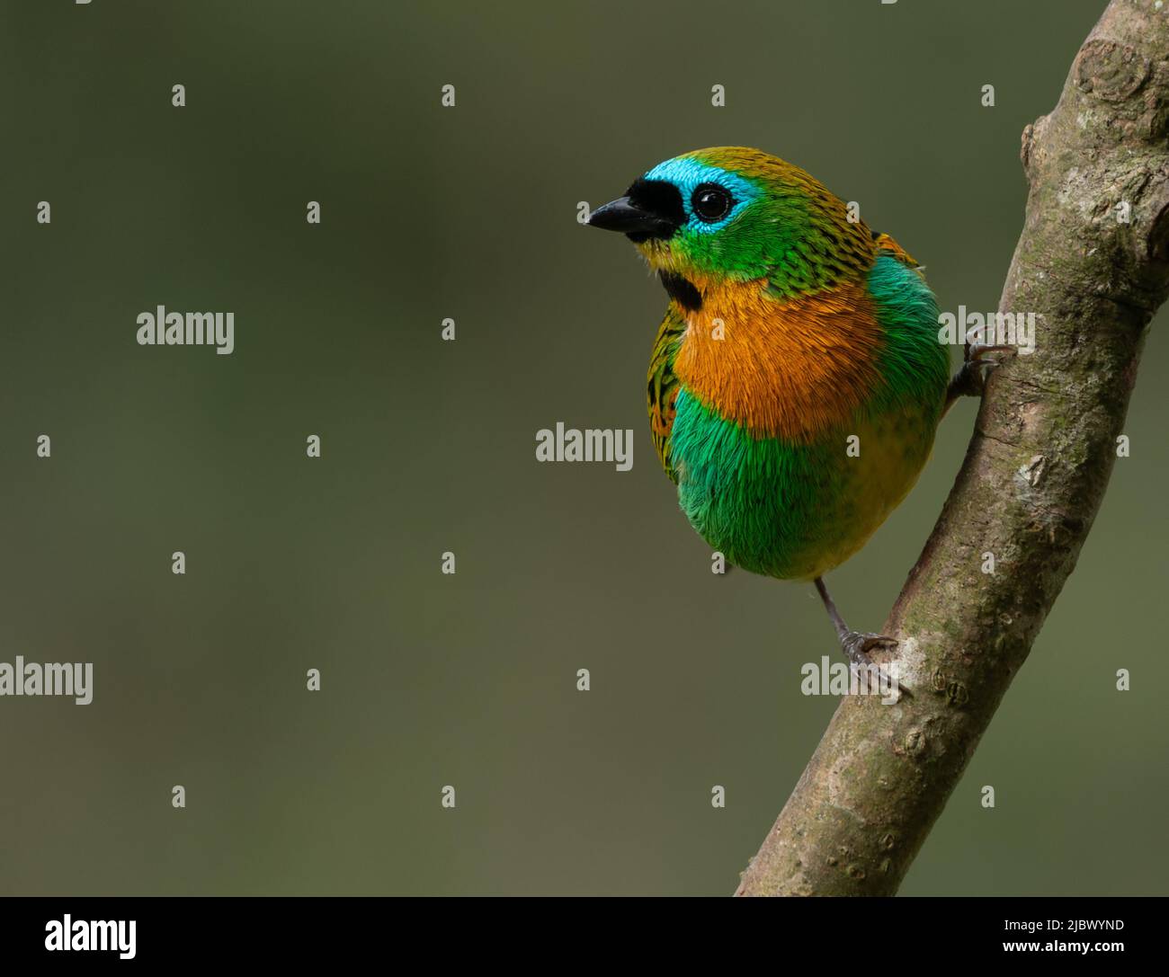 Conservation of wild birds hi-res stock photography and images - Alamy