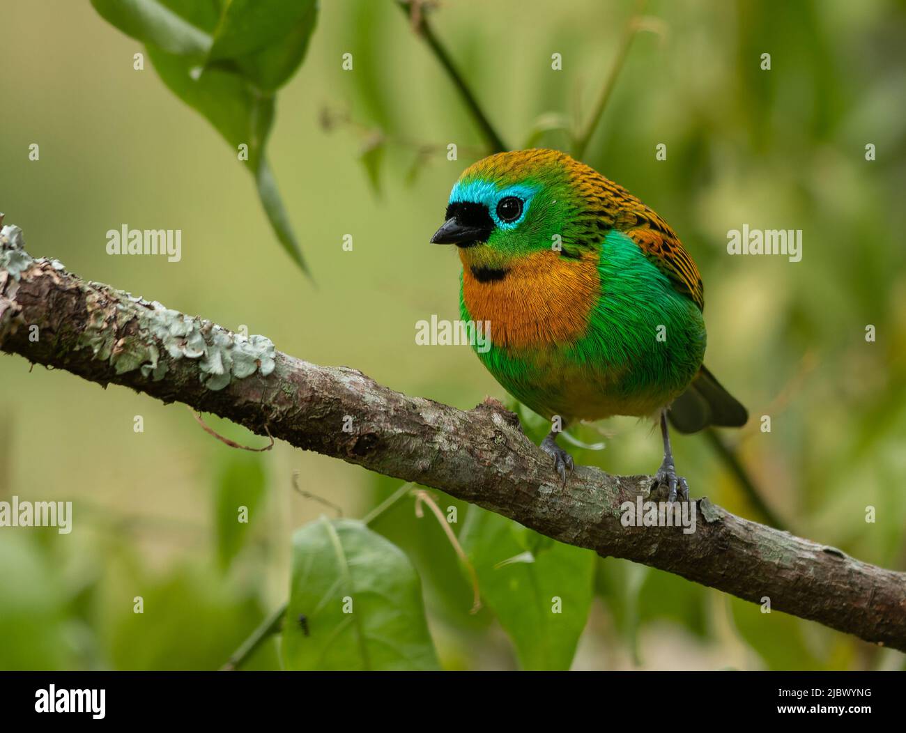 Cerrado birds hi-res stock photography and images - Alamy