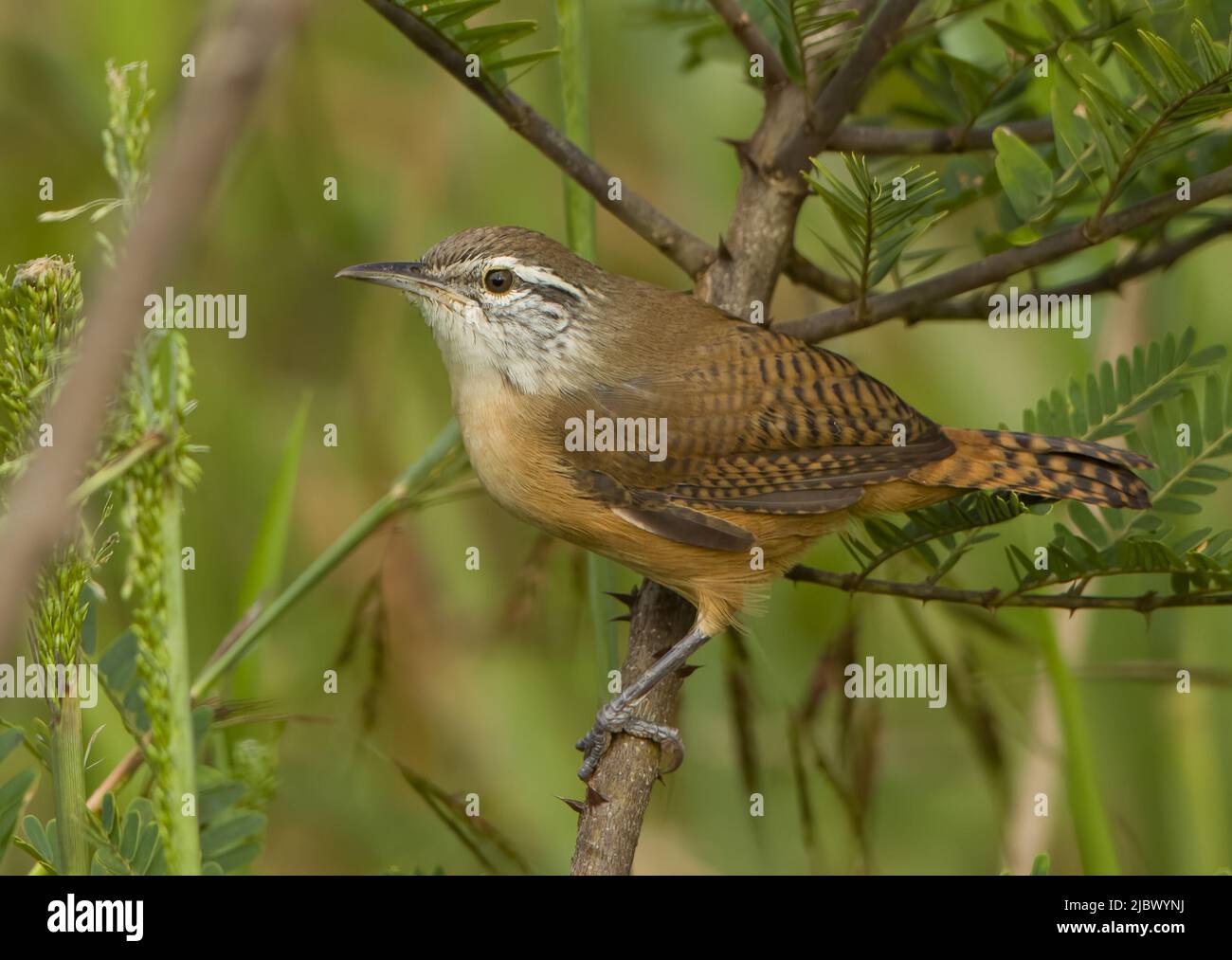 Brazil birds hi-res stock photography and images - Alamy