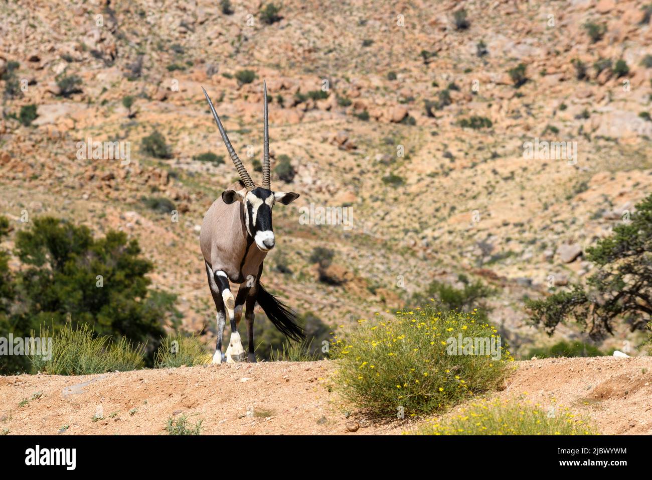 Wild orix antelope walking in the African savanna. Safari in Namibia ...