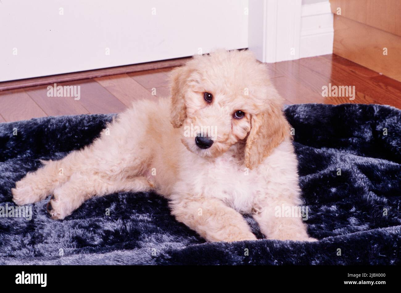 Labradoodle bed hi-res stock photography and images - Alamy