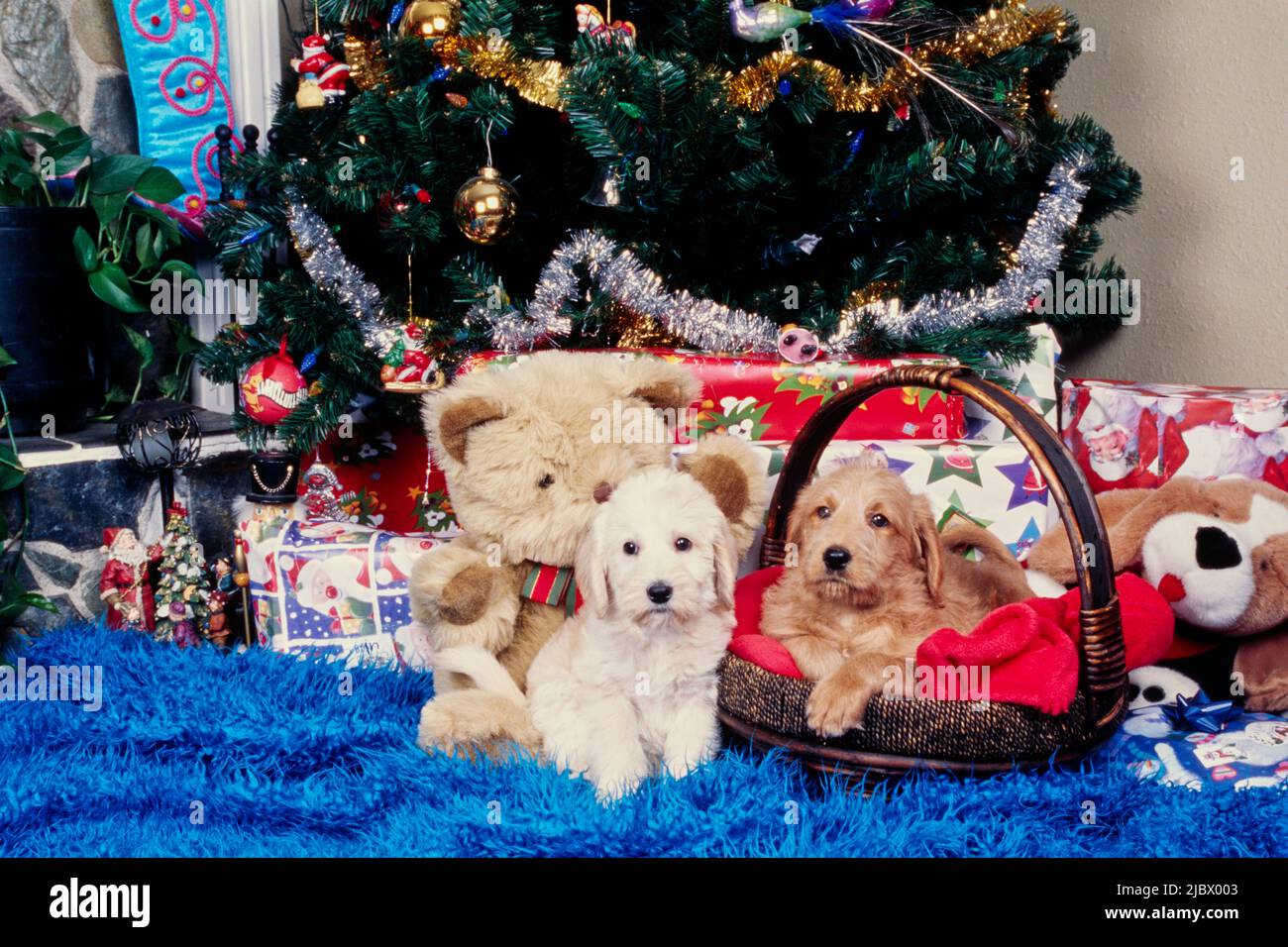 Two Labradoodle puppies under a Christmas tree Stock Photo - Alamy