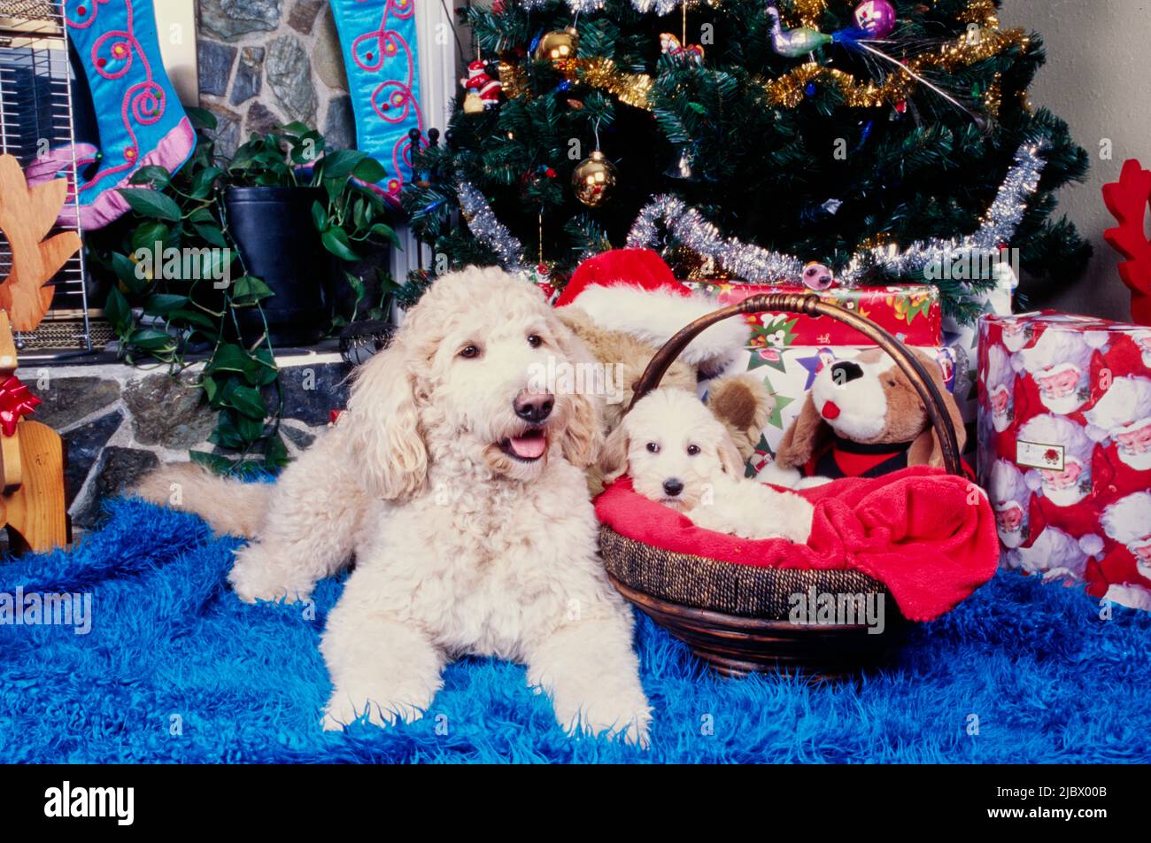 A Labradoodle and a Labradoodle puppy under a Christmas tree Stock ...