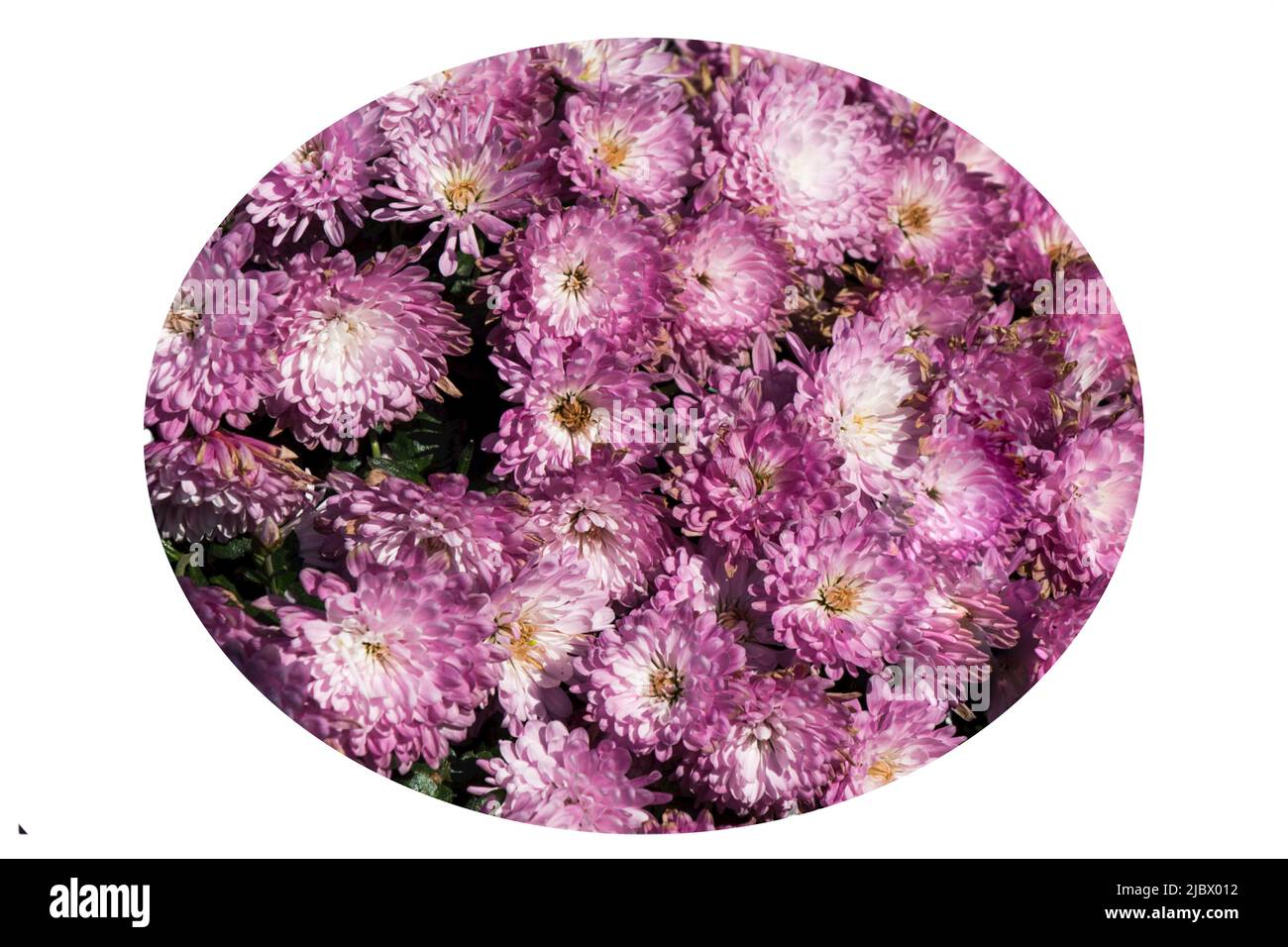 Blooming spring flowers for gardening concept Stock Photo - Alamy