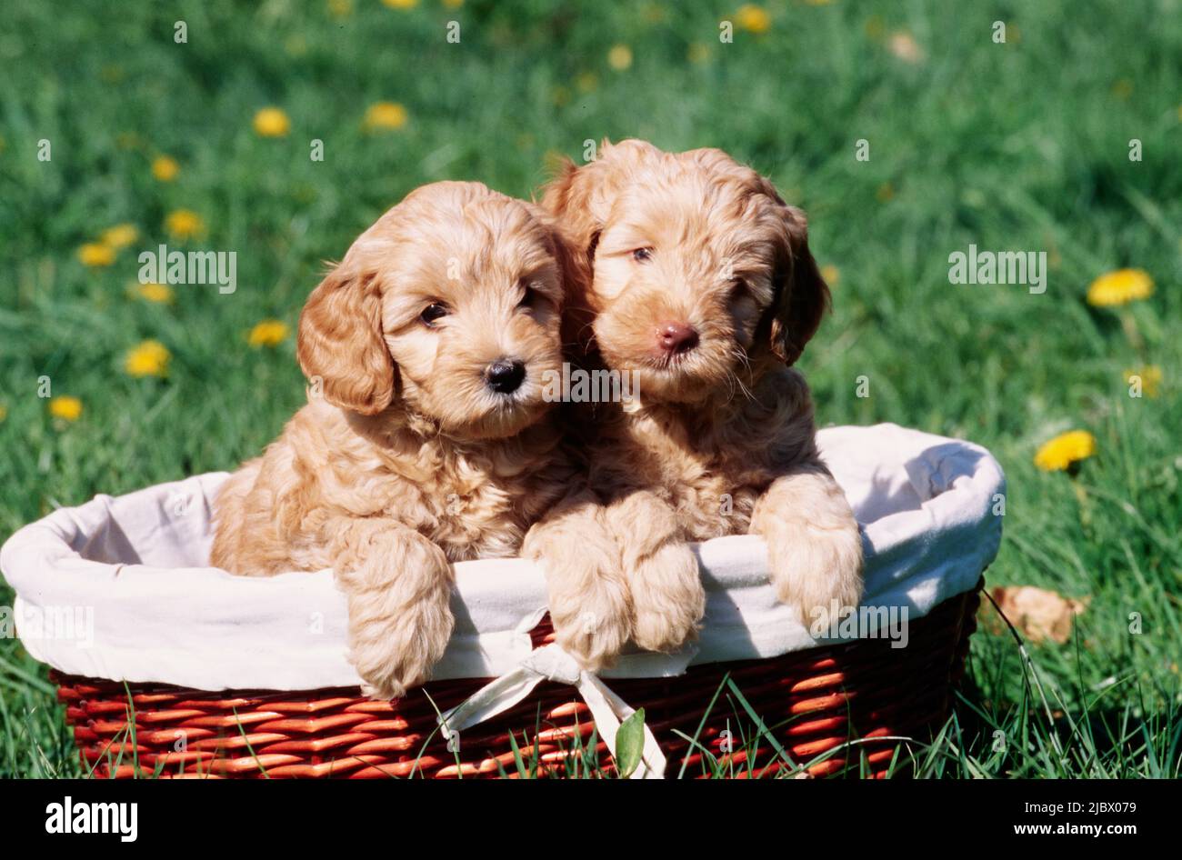 Two Labradoodle puppies in a basket Stock Photo - Alamy