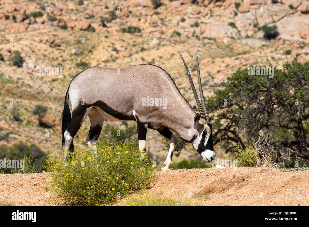 Wild orix antelope walking in the African savanna. Safari in Namibia ...
