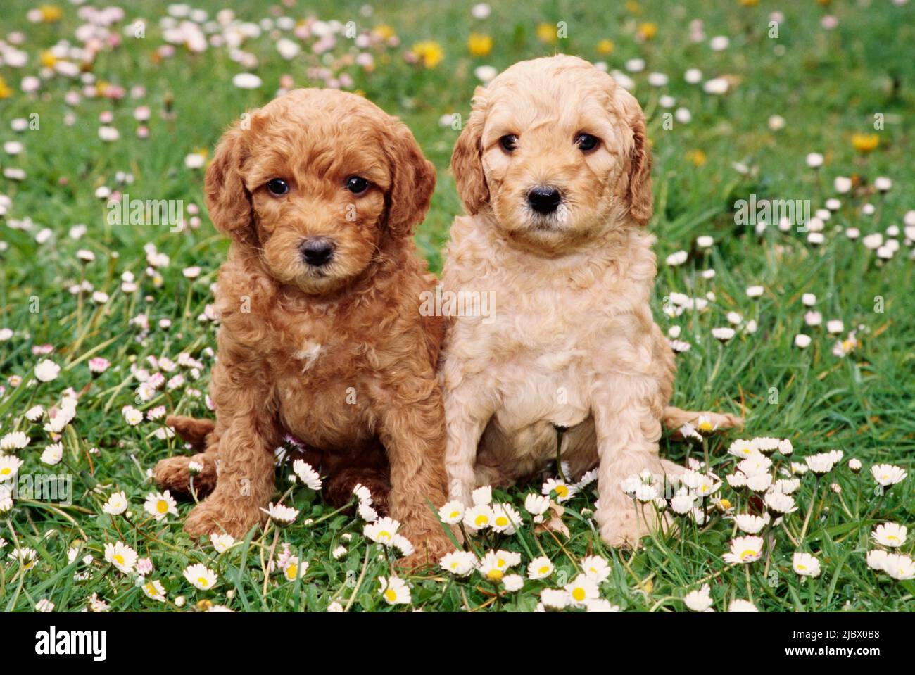 Two labradoodles hi-res stock photography and images - Alamy