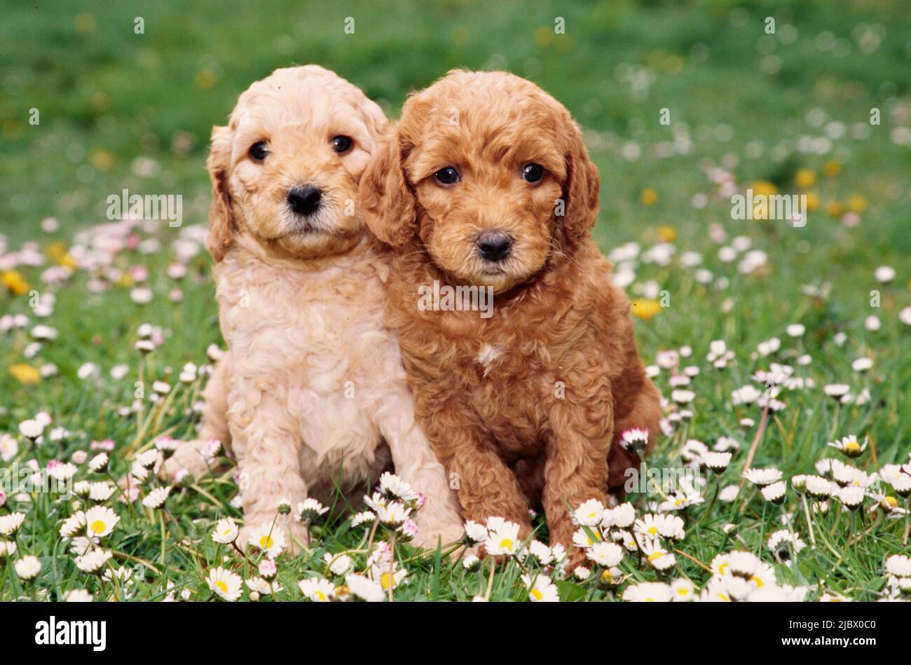 Two Labradoodle puppies in grass Stock Photo - Alamy