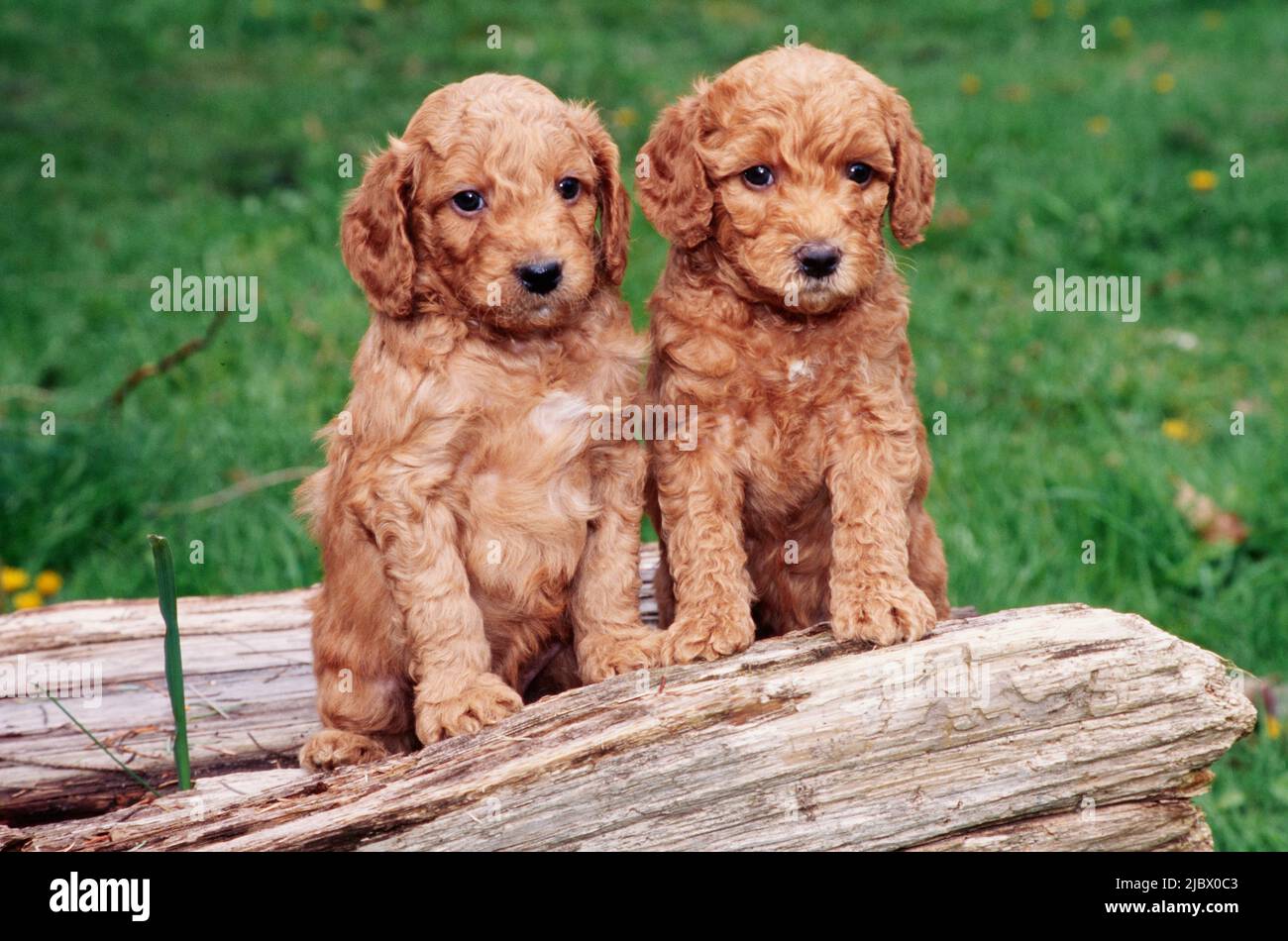 Two Labradoodle puppies on a log Stock Photo - Alamy