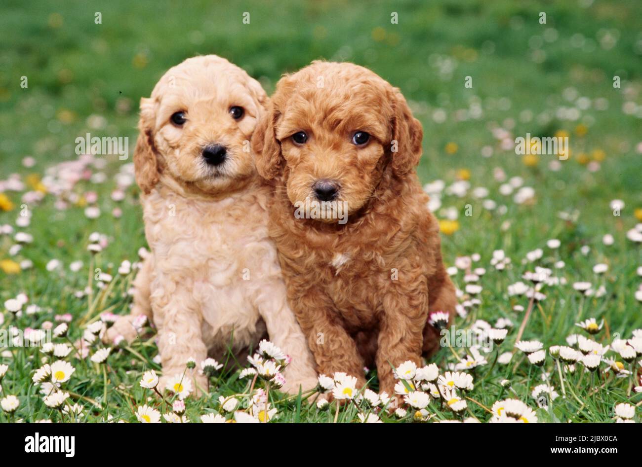 Two labradoodles hi-res stock photography and images - Alamy