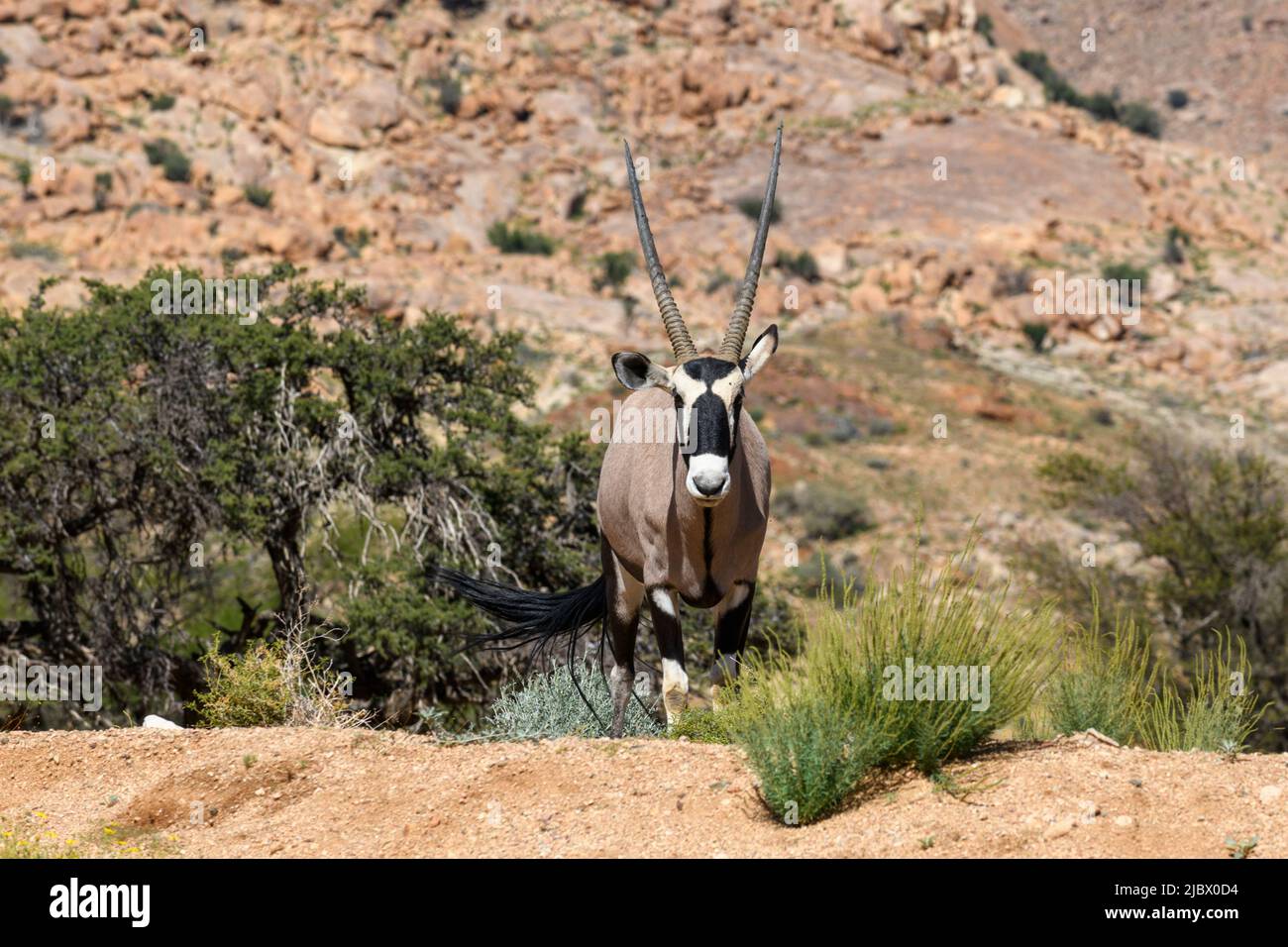 Wild orix antelope walking in the African savanna. Safari in Namibia ...