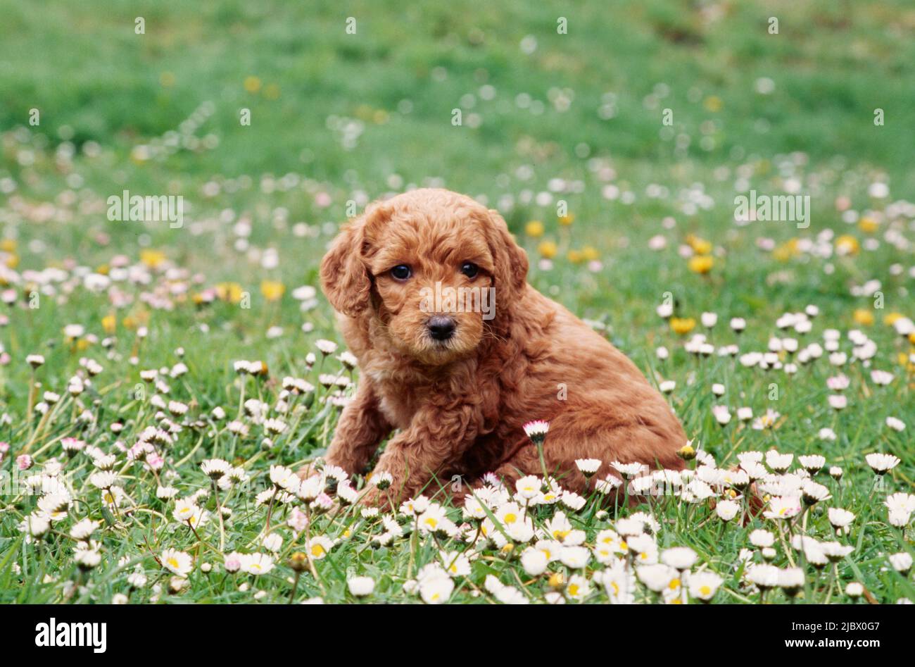 A Labradoodle puppy in grass Stock Photo - Alamy