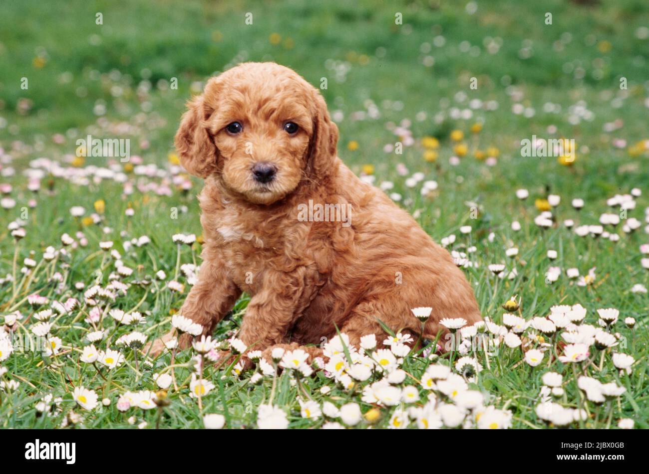 Chiots Labradoodle Standard Dog Pup Foto's, Afbeeldingen En Stock