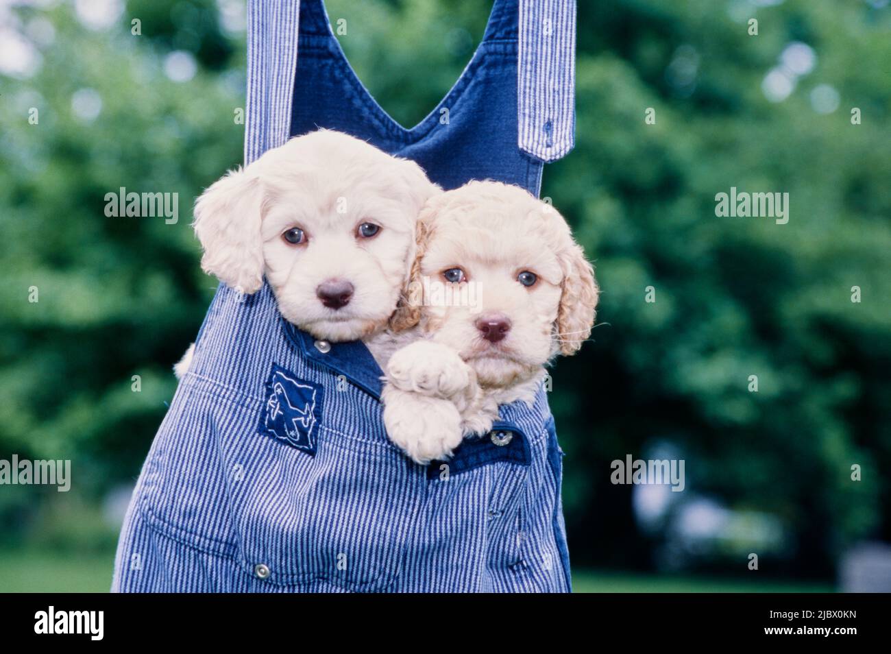 Two Labradoodle puppies in a pair of overalls Stock Photo - Alamy