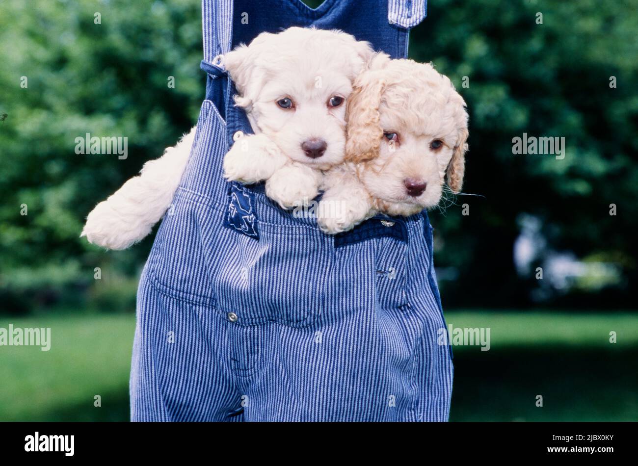 Two Labradoodle puppies in a pair of overalls Stock Photo - Alamy