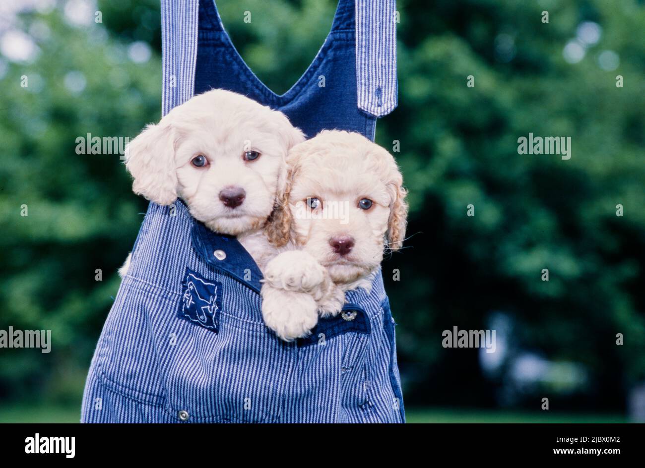 Pair of labrador puppies hi-res stock photography and images - Alamy