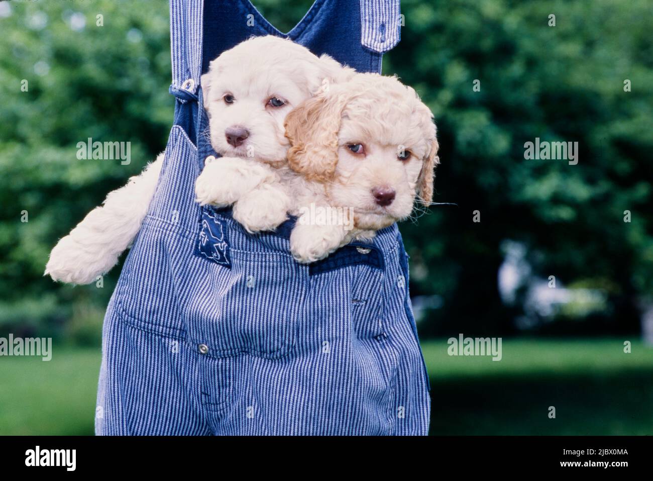 Pair of labrador puppies hi-res stock photography and images - Alamy