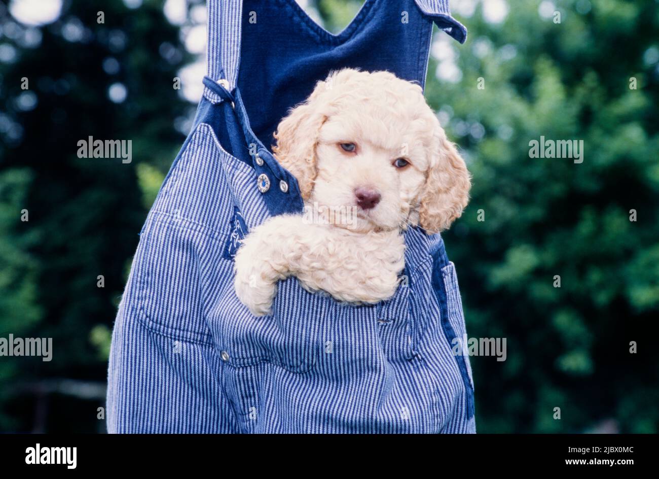 A Labradoodle puppy in a pair of overalls Stock Photo - Alamy
