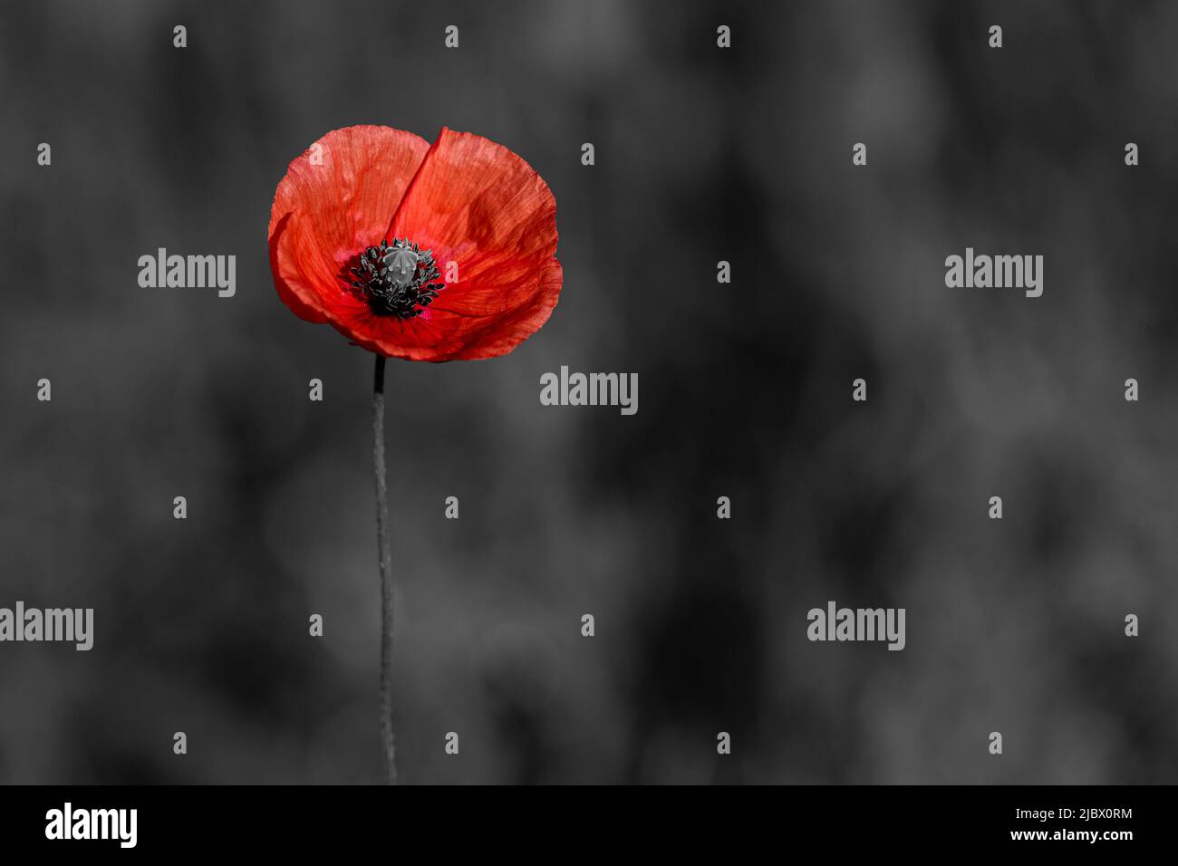 Black Poppies For Remembrance Day