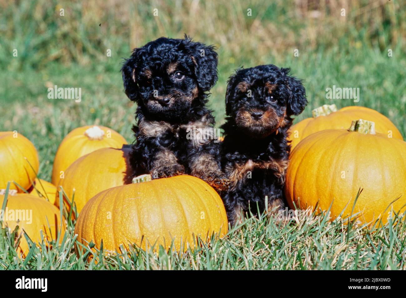 Two labradoodles hi-res stock photography and images - Alamy