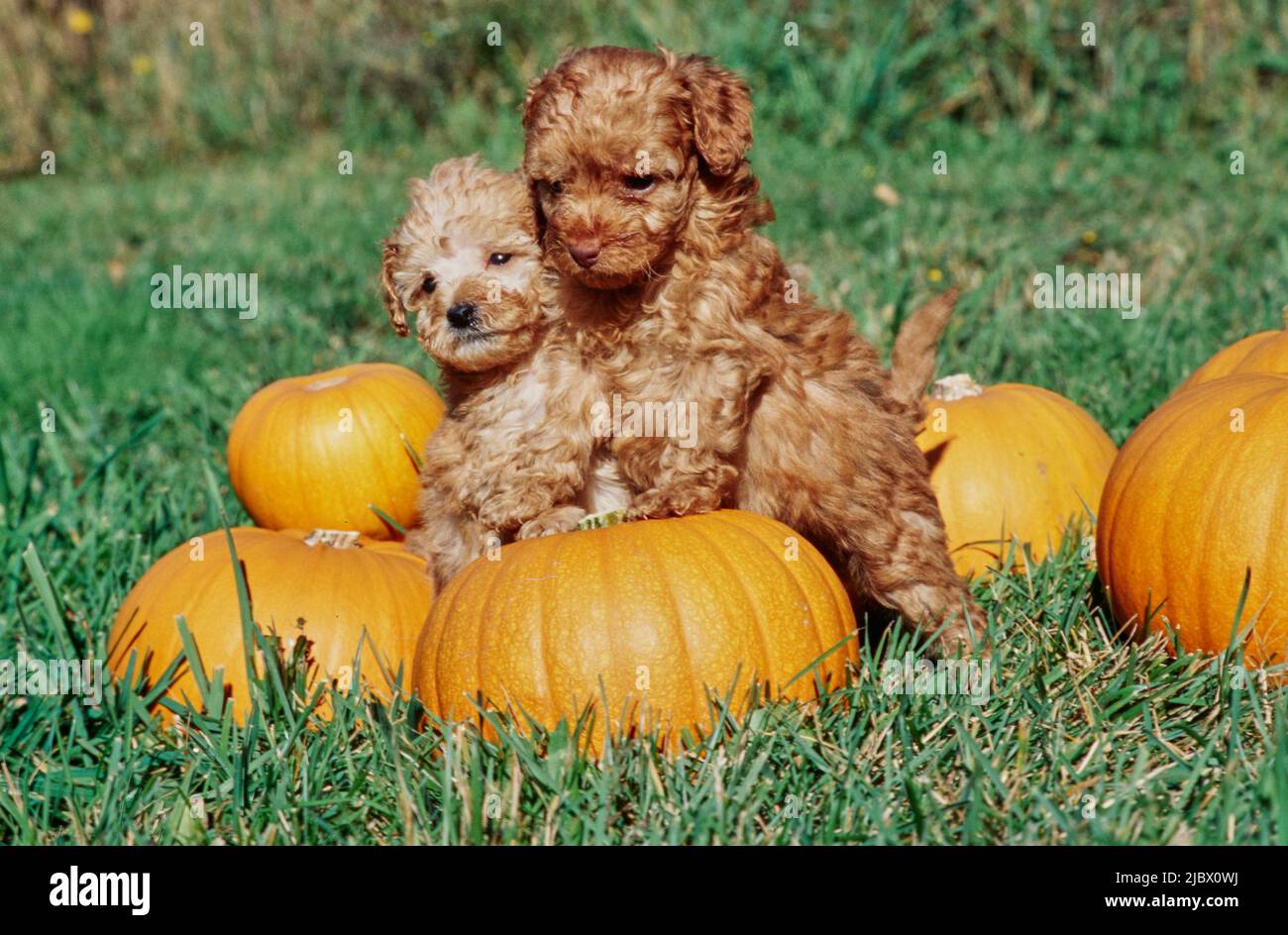 Two labradoodles hi-res stock photography and images - Alamy