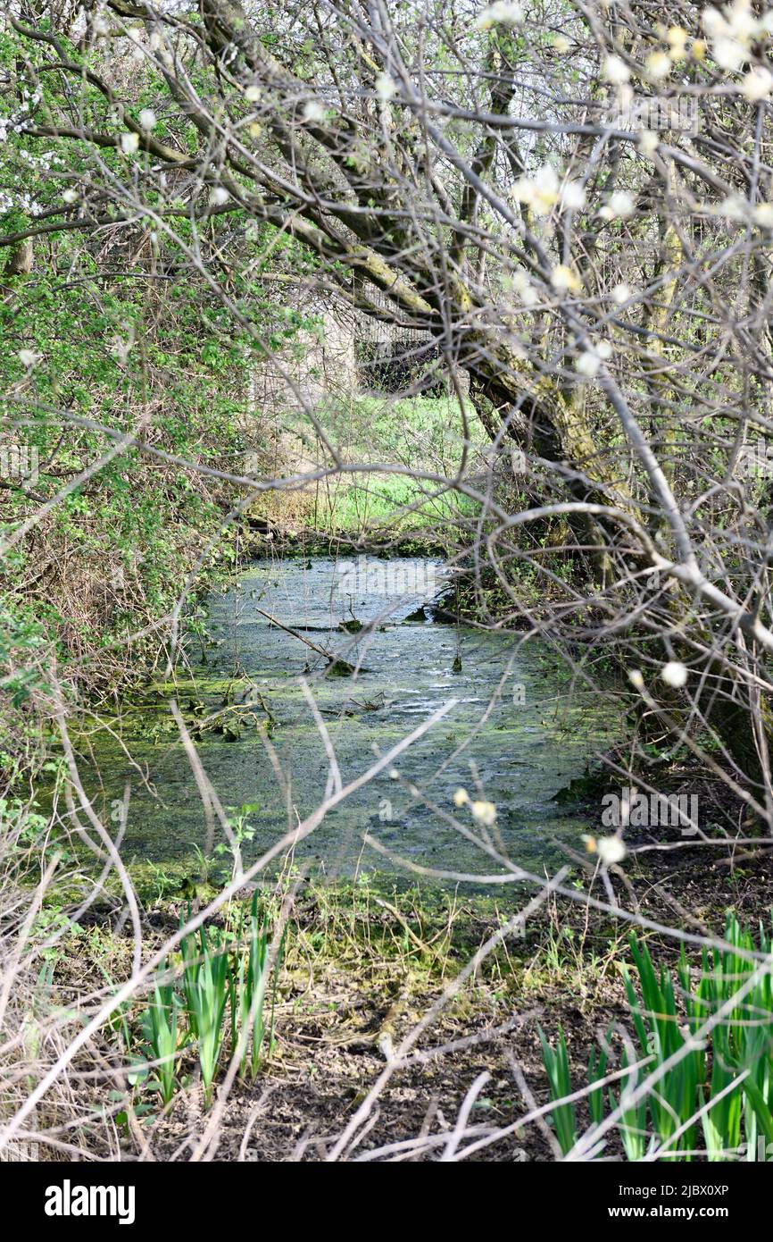 Algae hi res hi-res stock photography and images - Alamy