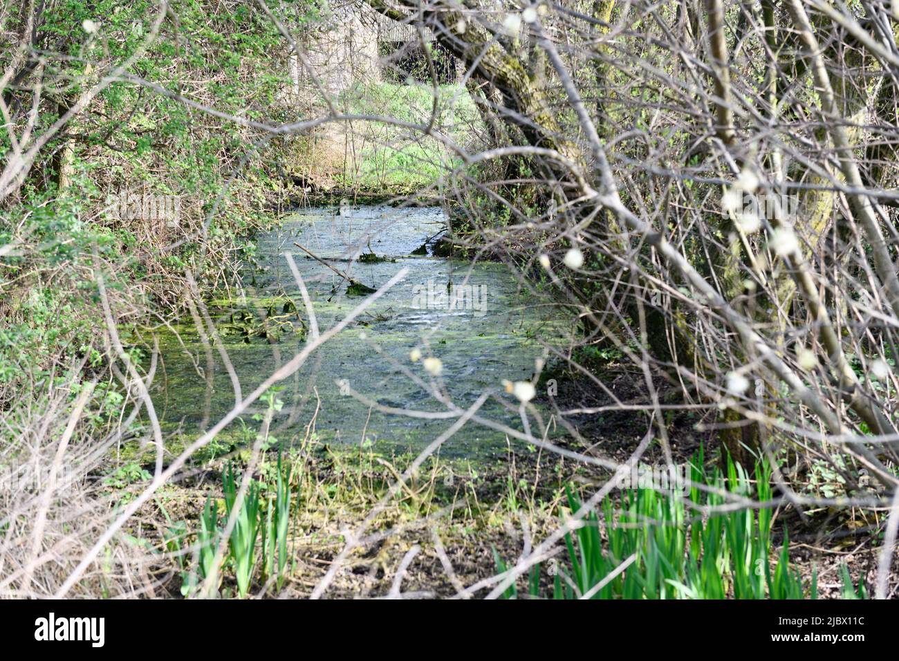 Wild Pond in the Countryside Oxfordshire England uk Stock Photo - Alamy