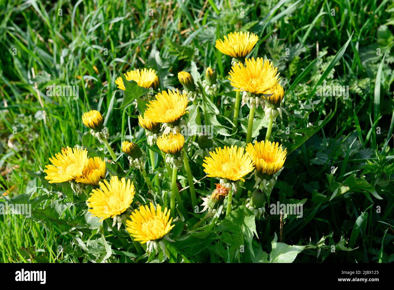 Dandelions (Taraxacum officinale) in the Oxfordshire Countryside ...