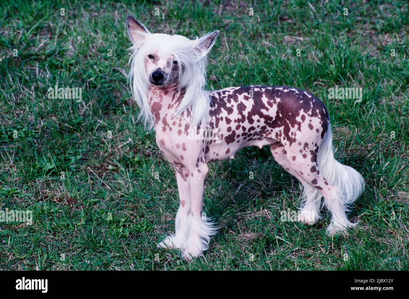 A Chinese crested hairless dog on grass Stock Photo - Alamy