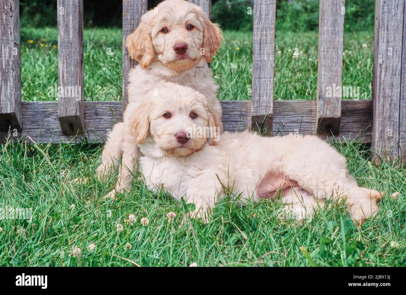 Two Labradoodle puppies on grass Stock Photo - Alamy
